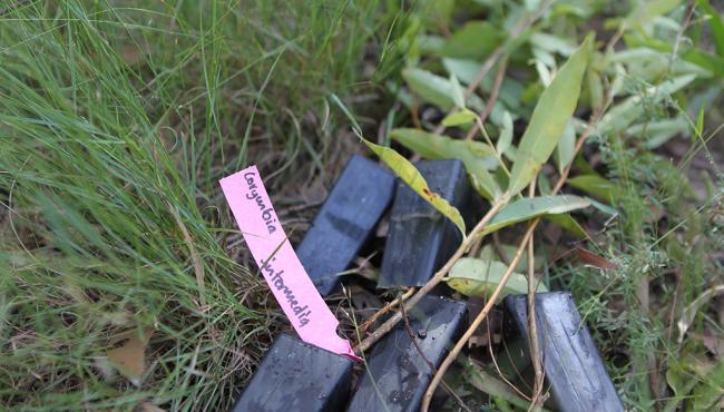 Because the world is beautiful... | Centor